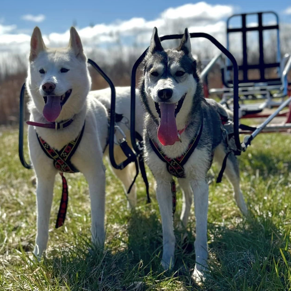 Cart/Pulk Harness – Howling Dog Alaska