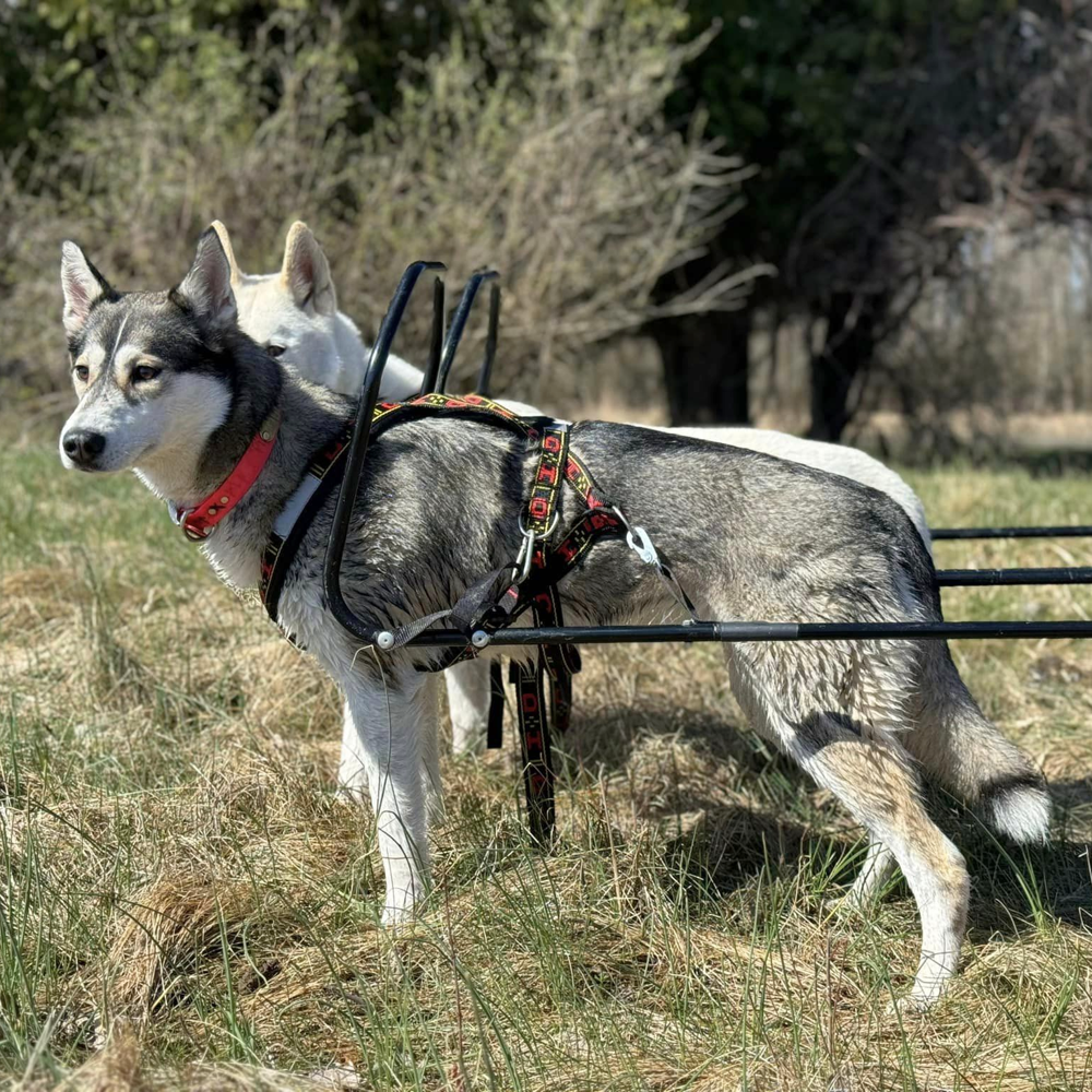 Cart/Pulk Harness – Howling Dog Alaska