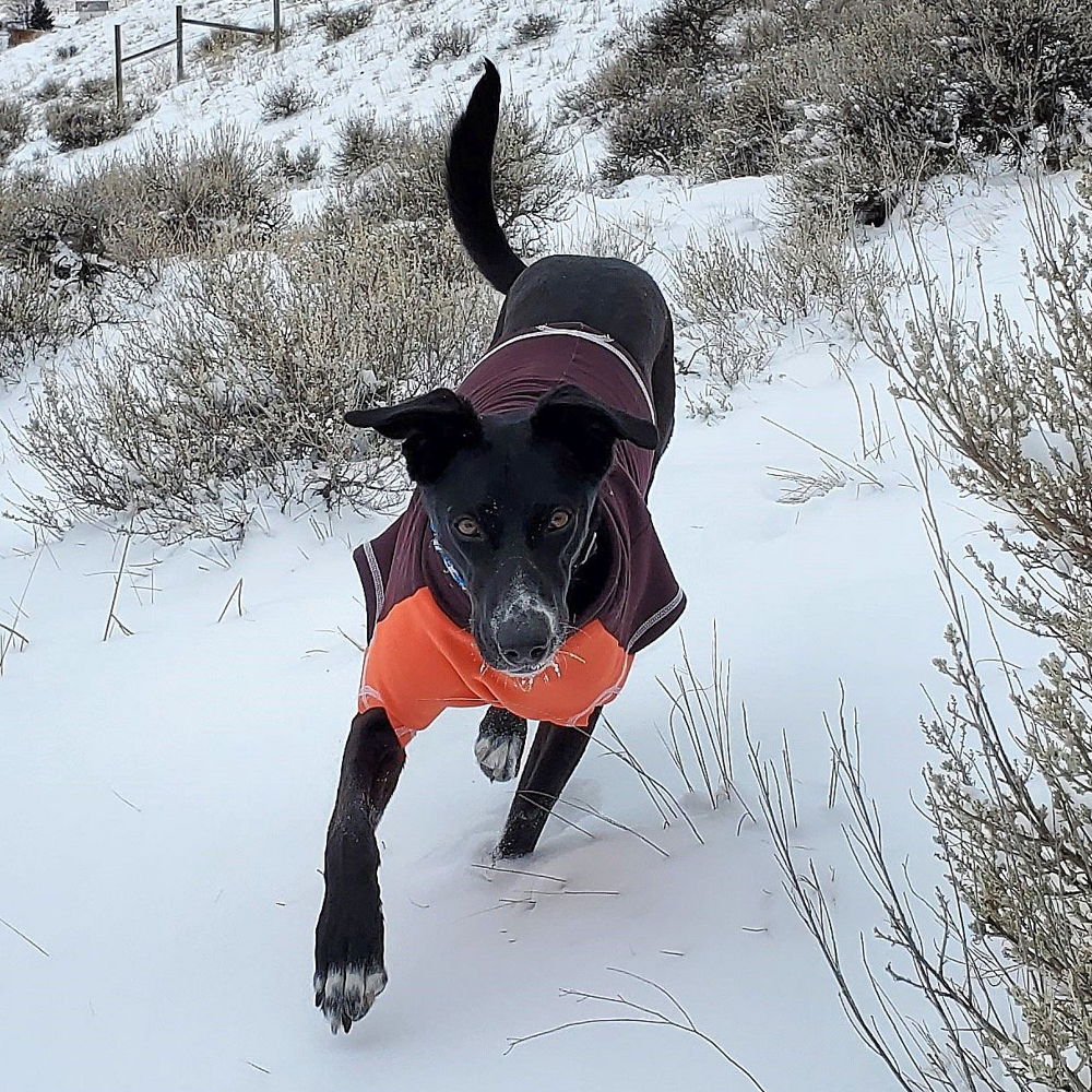 Chest Protector – Howling Dog Alaska